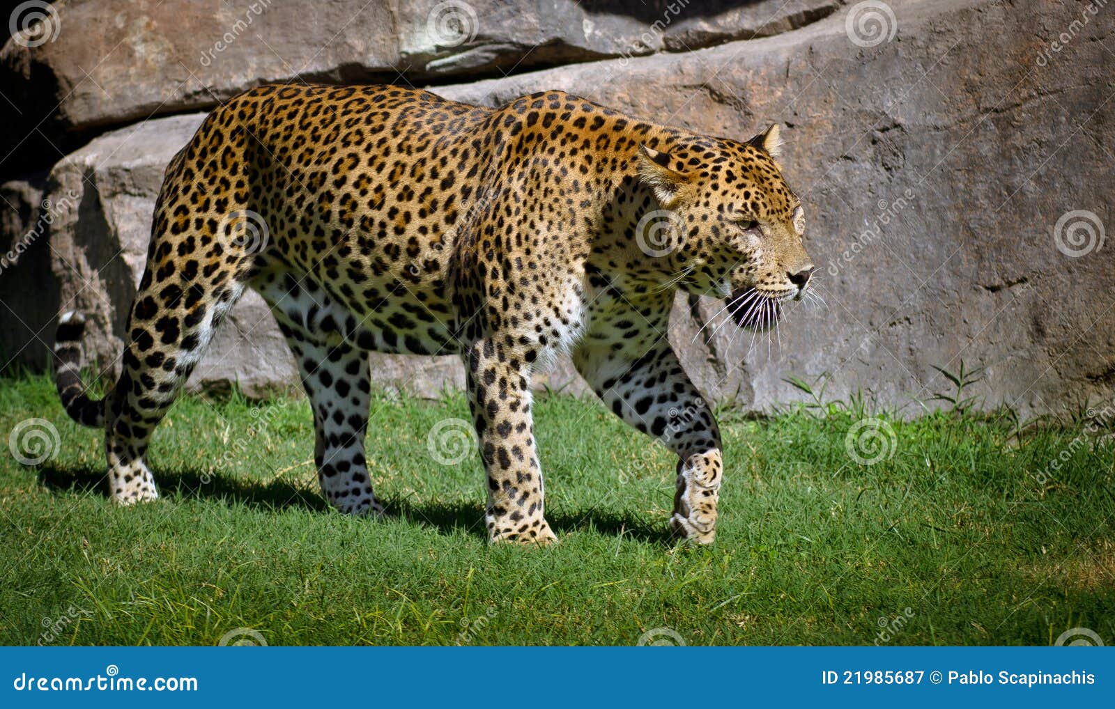 Leopard Walking Side View Royalty Free Stock Photography - Image: 21985687