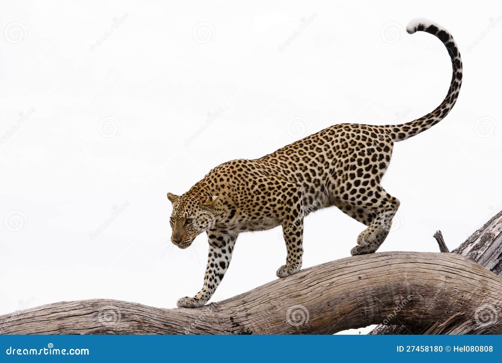 Leopard, Africa stock photo. Image of safari, predator - 27458180