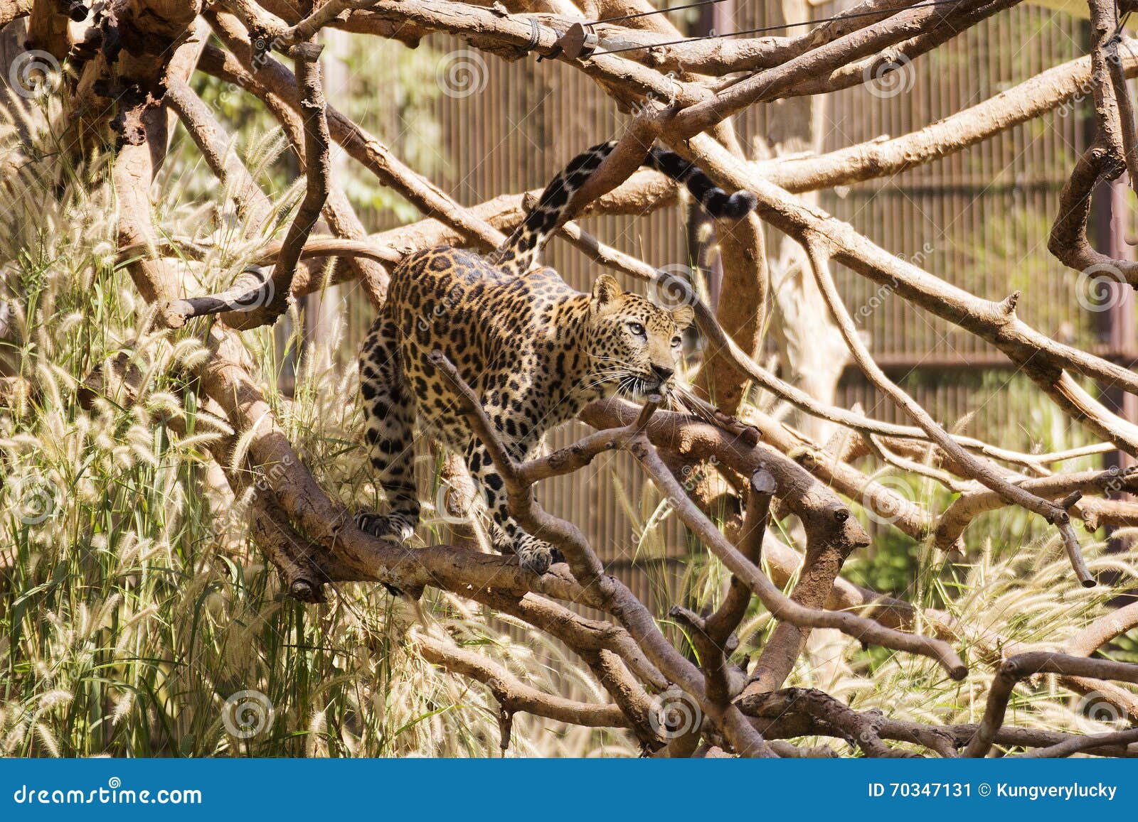 Leopard Walking on the Tree Stock Image - Image of hunter, nature: 70347131