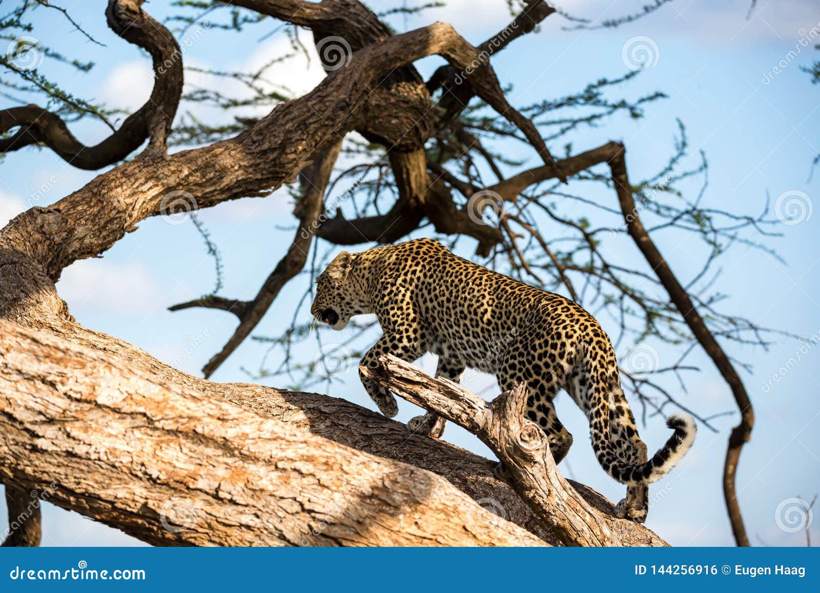 A Leopard is Walking Up and Down the Tree on Its Branches Stock Photo ...