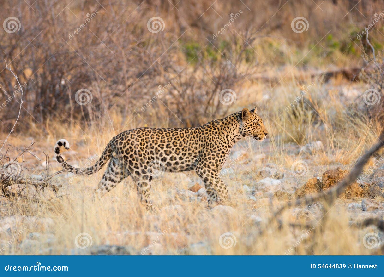 Leopard Walking in the Wild Stock Image - Image of africa, ears: 54644839