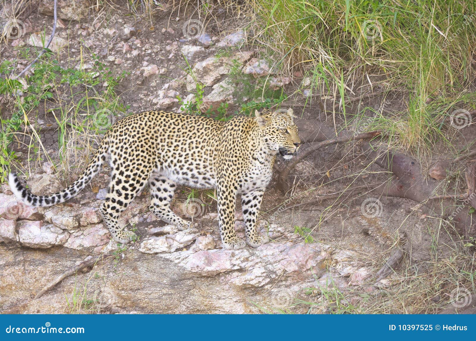 Leopard Walking In Wilderness Royalty-Free Stock Photography ...