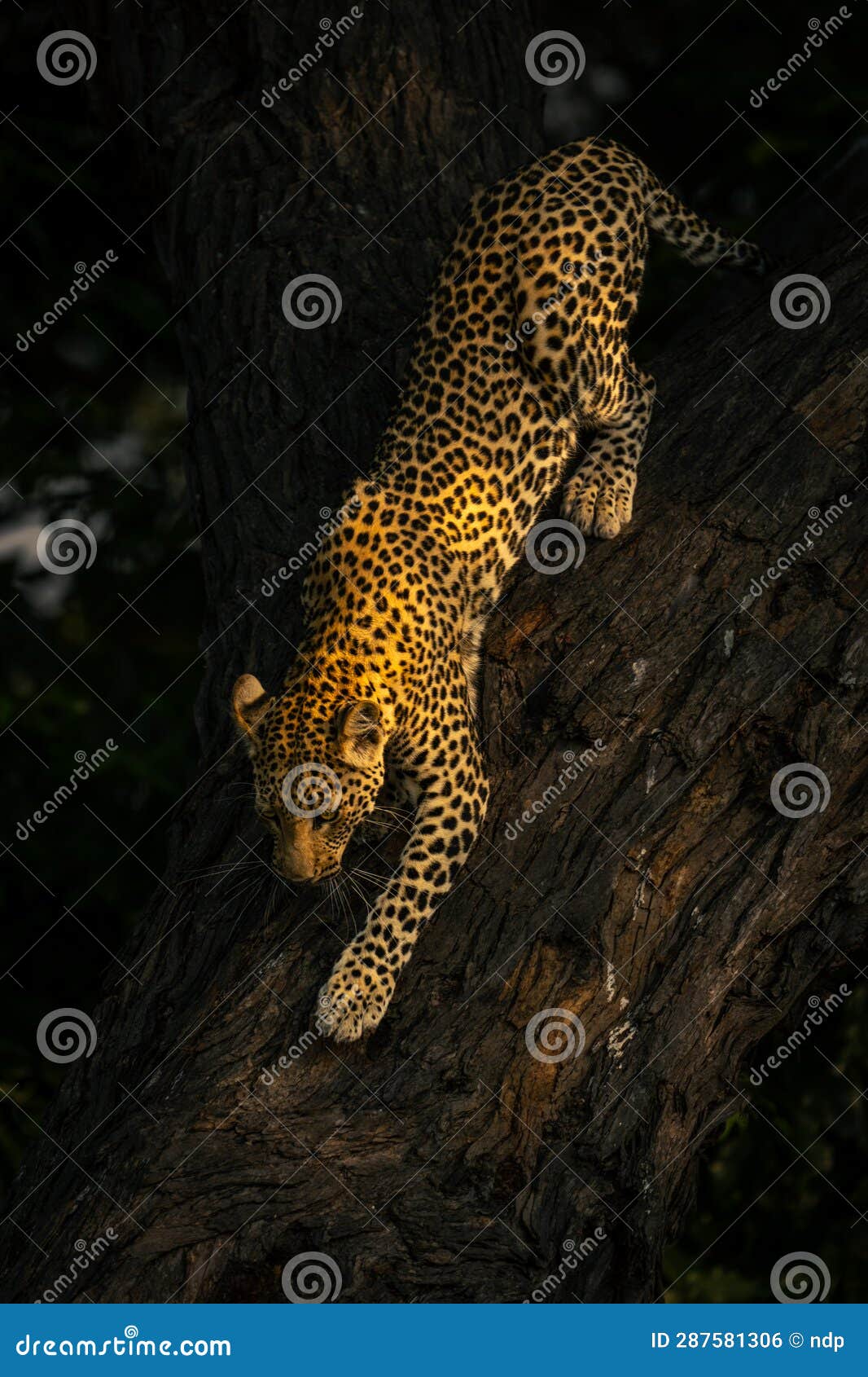 Forked Tree Trunk Isolated On Black Background. Y-form, Y Shape ...