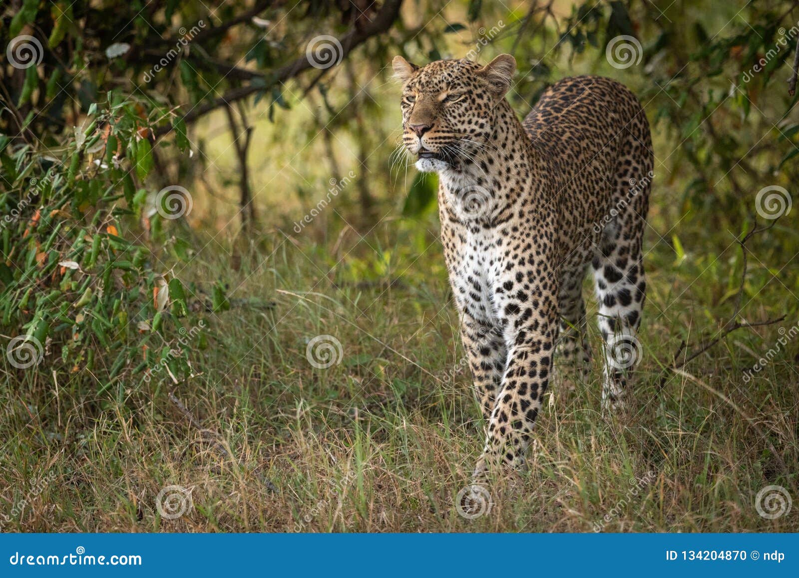 Leopard Walks through Long Grass in Trees Stock Photo - Image of ...