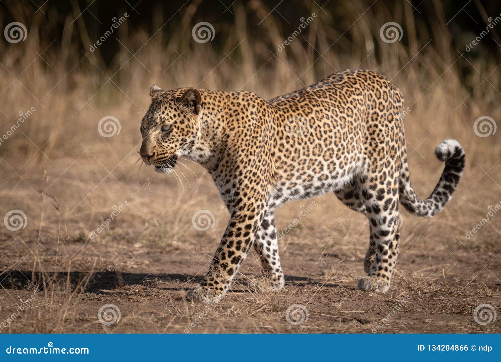 Leopard Walks Over Sandy Ground in Savannah Stock Photo - Image of predator, masai: 134204866