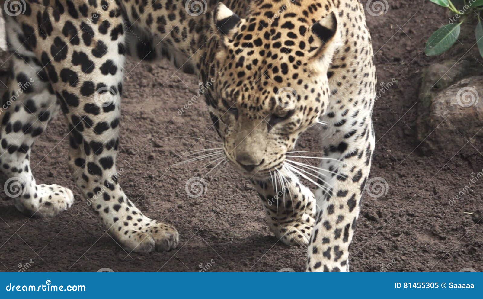 A Leopard Walks in Super Slow Motion Stock Video - Video of golden ...