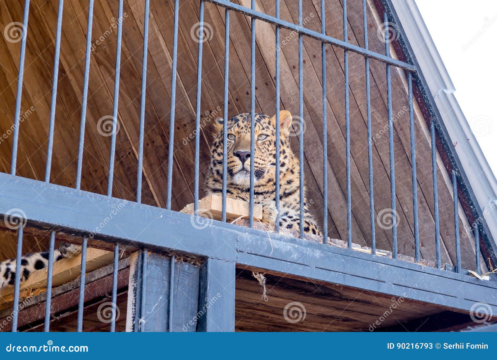 Leopard Was Growling Behind the Cage Stock Image - Image of leopard ...