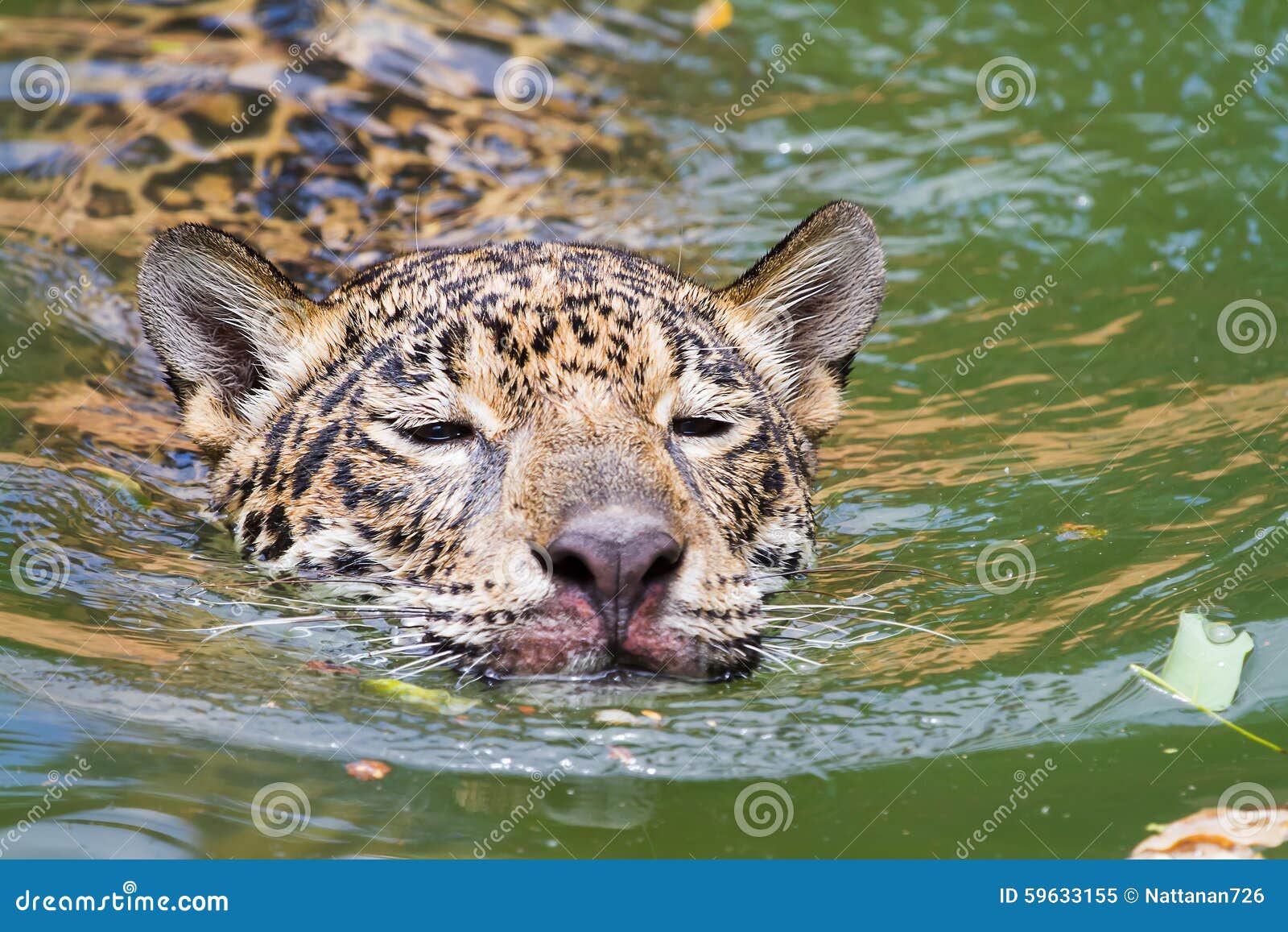 Leopard Swimming