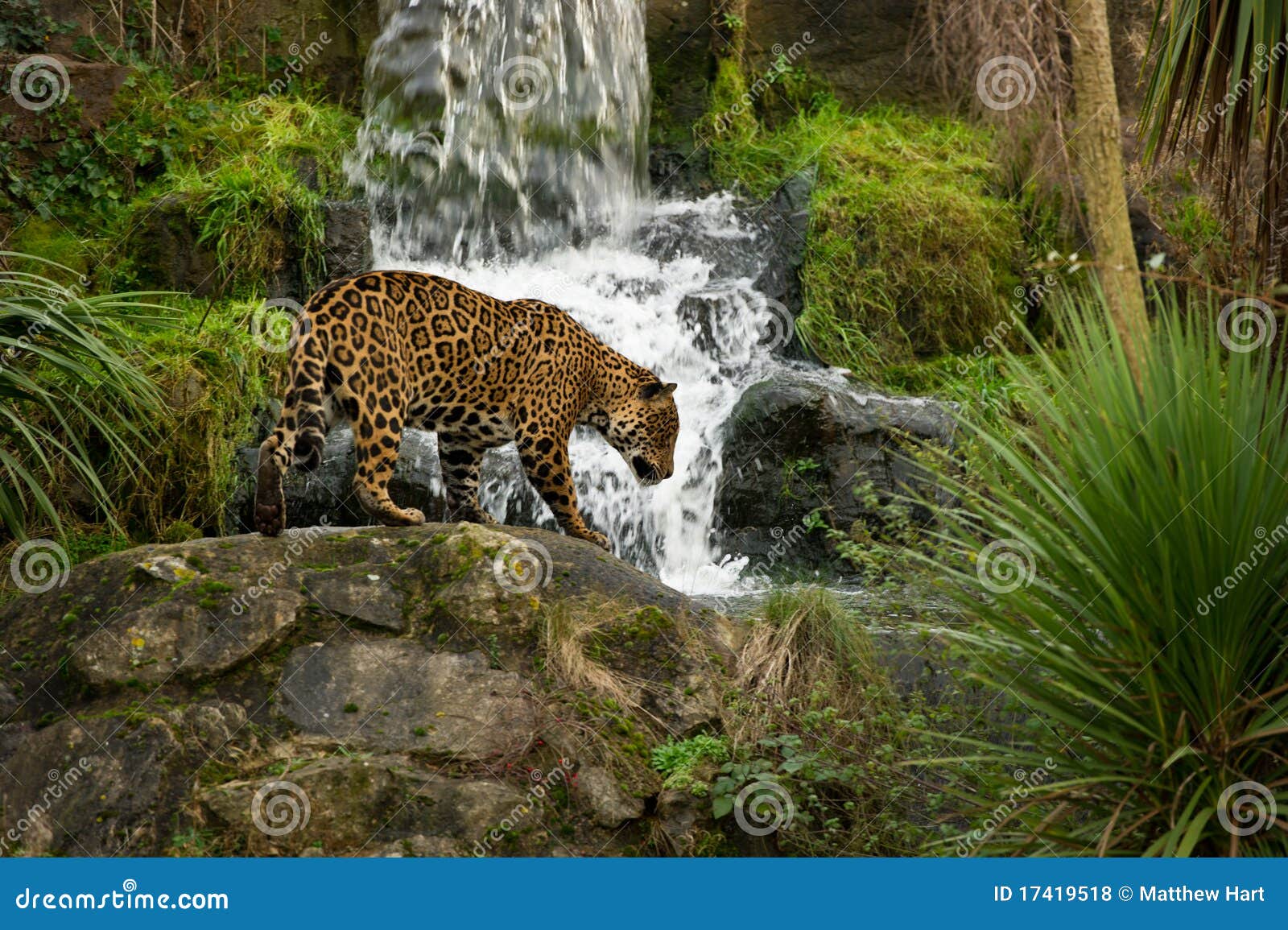 Waterfalls Wallpaper With Animals