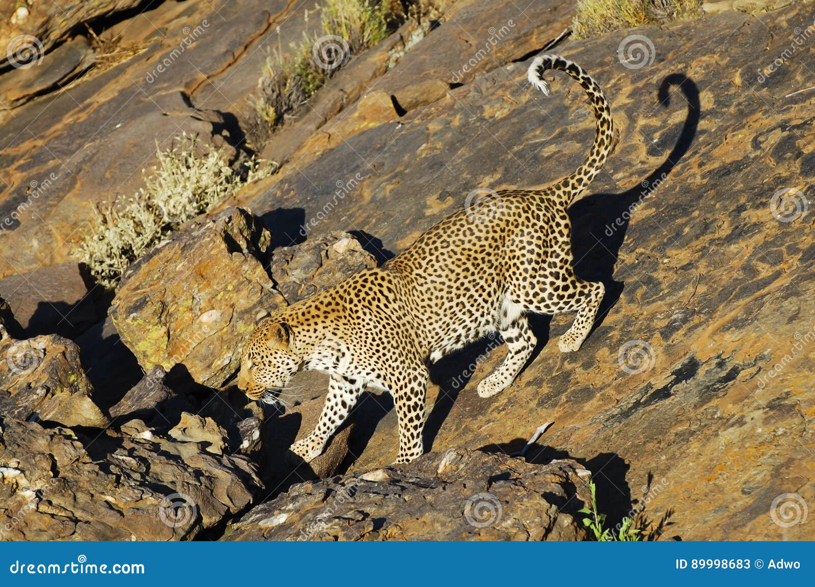 Leopard in the Wild - Namibia Stock Image - Image of carnivore, fast ...