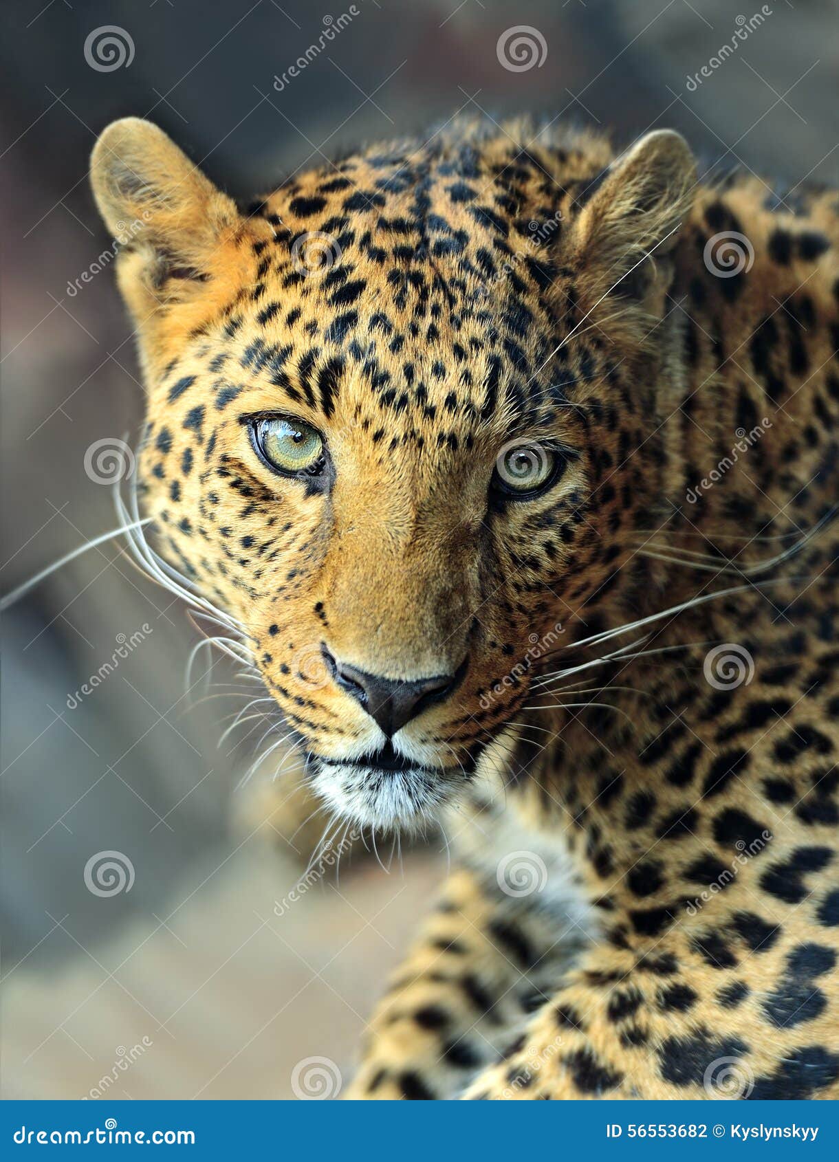 Leopard stock photo. Image of mammals, jungle, tropics - 56553682
