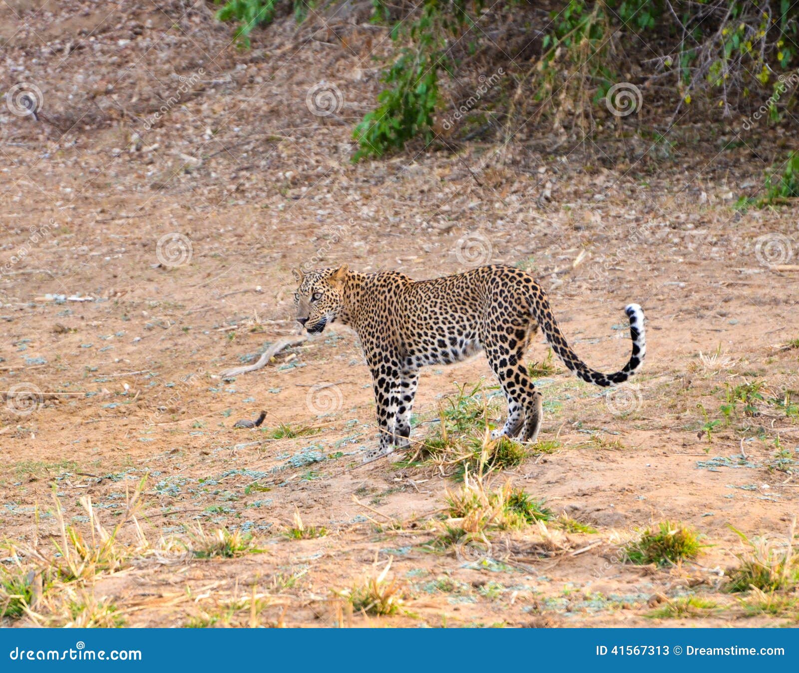 Leopard in the wild stock image. Image of walking, lanka - 41567313