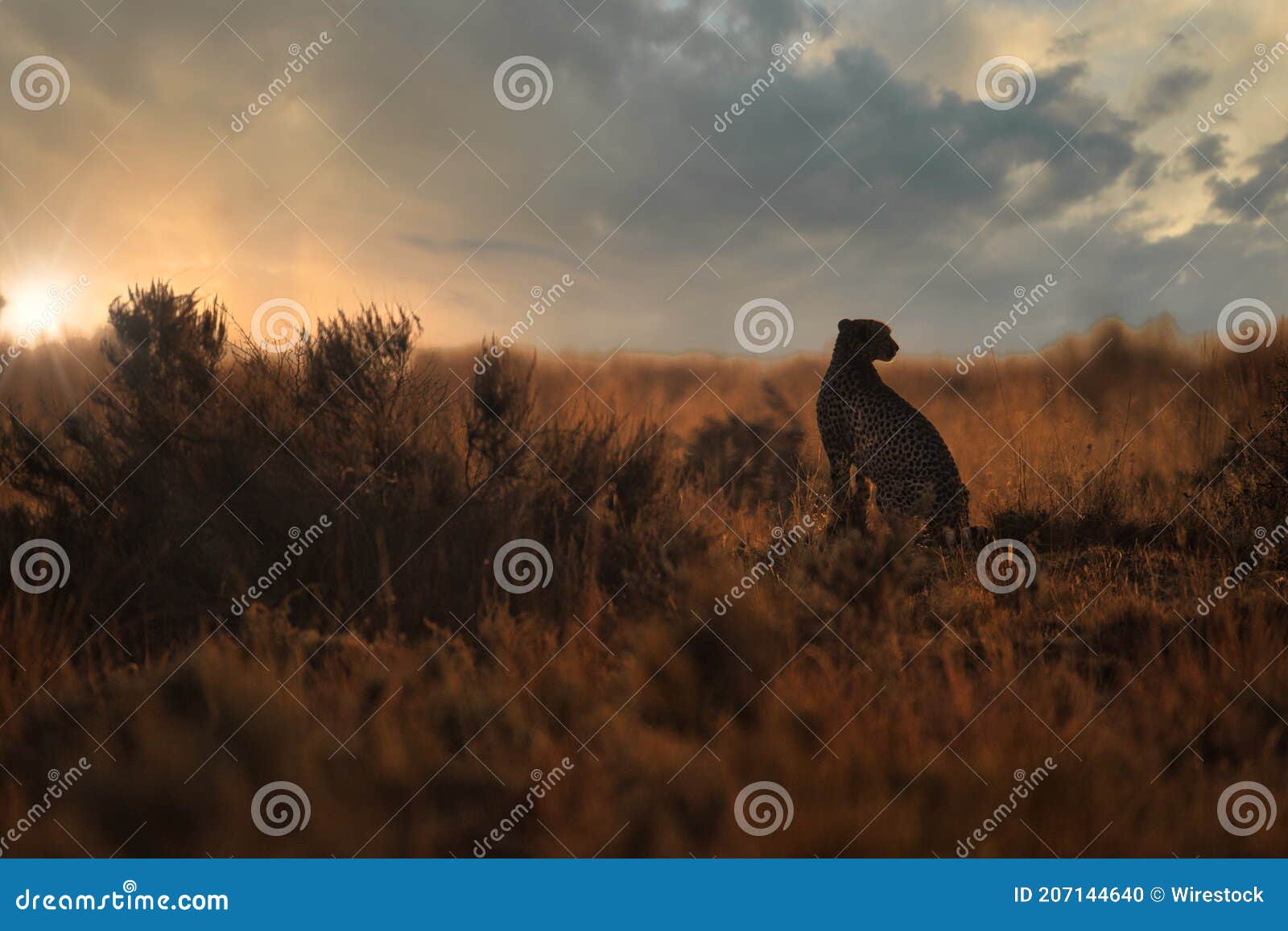 Leopard in the Wilderness during the Sunset Stock Photo - Image of eyes ...