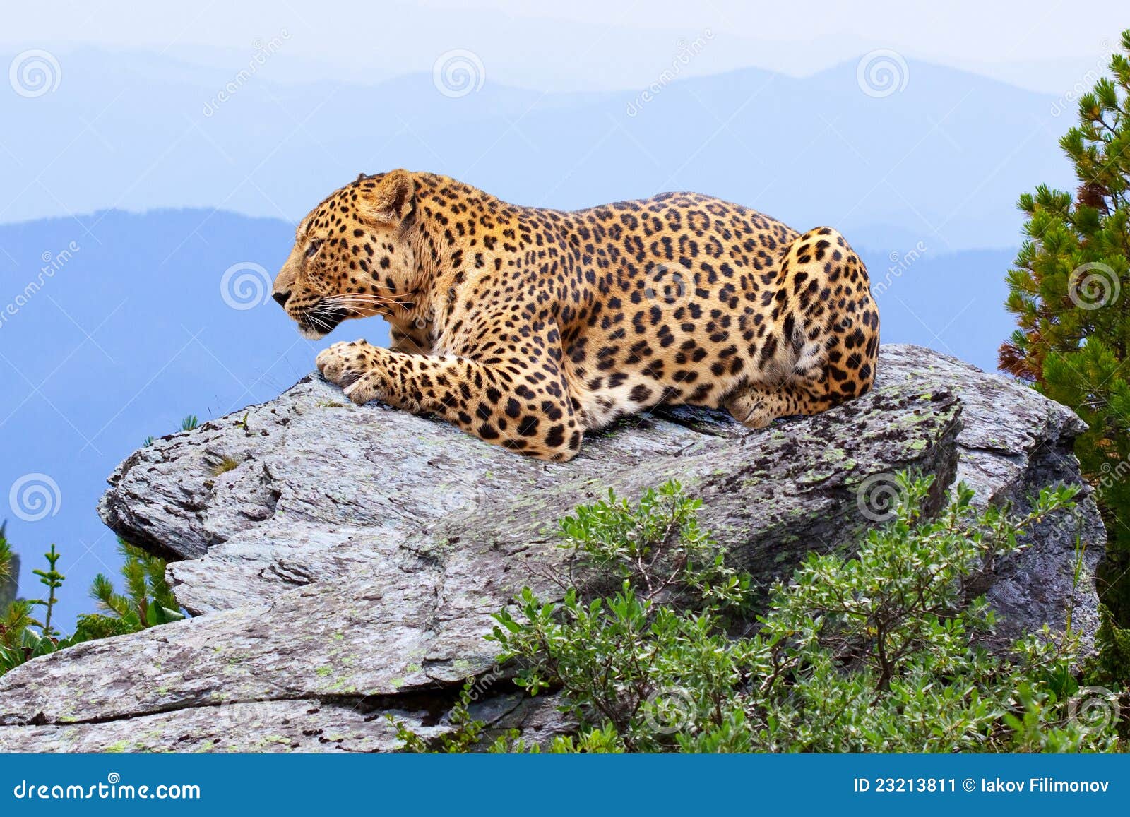 Leopard at wildness area stock image. Image of feline - 23213811