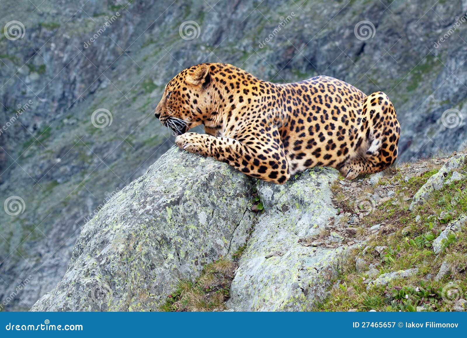 Leopard at wildness area stock image. Image of natural - 27465657
