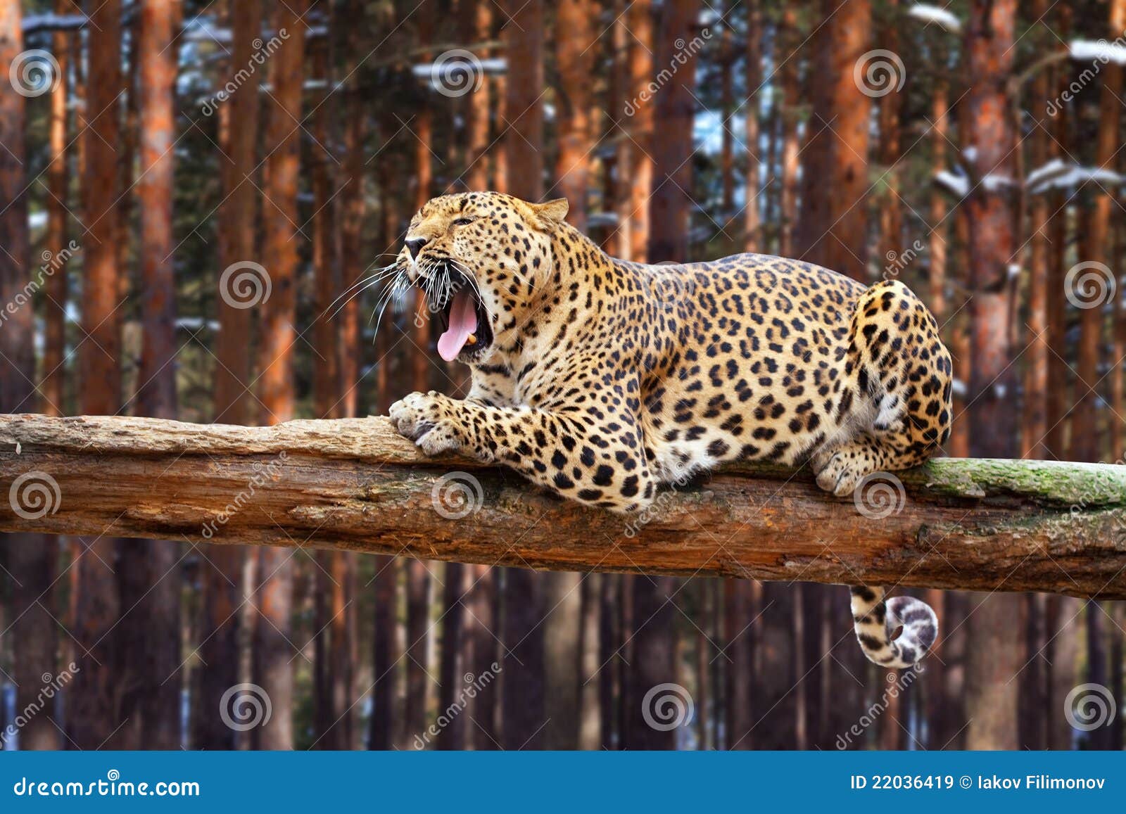 Leopard on wood stock image. Image of panthera, forest - 22036419