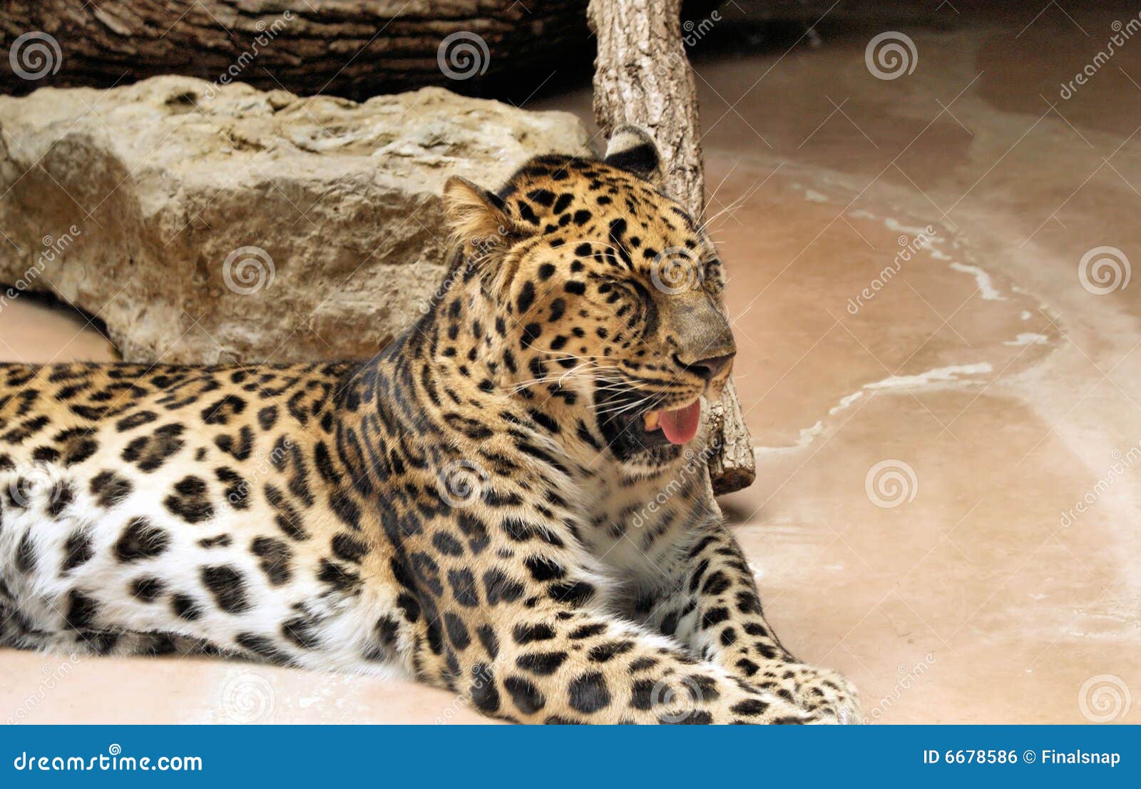 Leopard Yawn stock photo. Image of omaha, leopard, doorly - 6678586