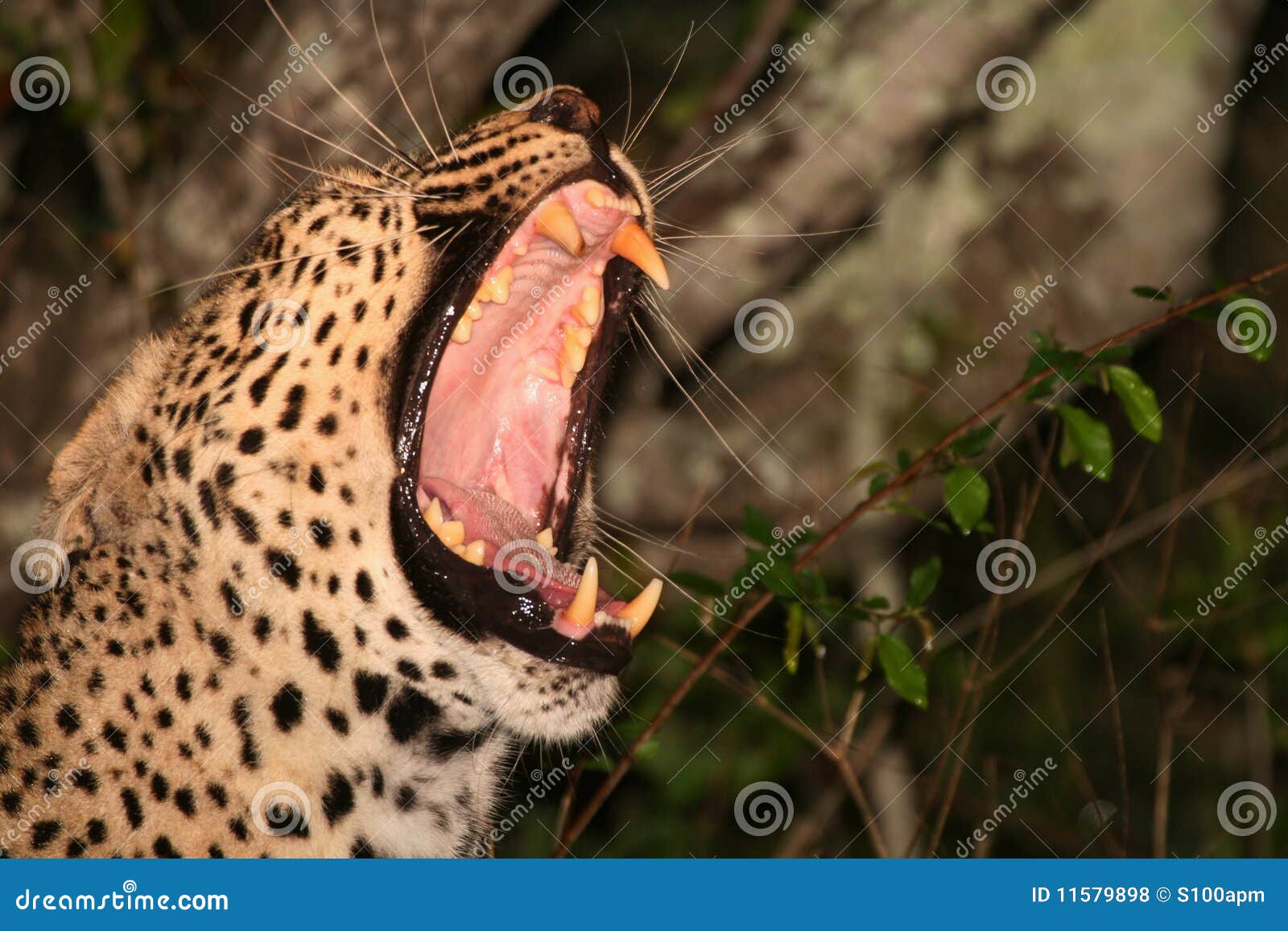 Leopard yawning stock photo. Image of predator, prey - 11579898