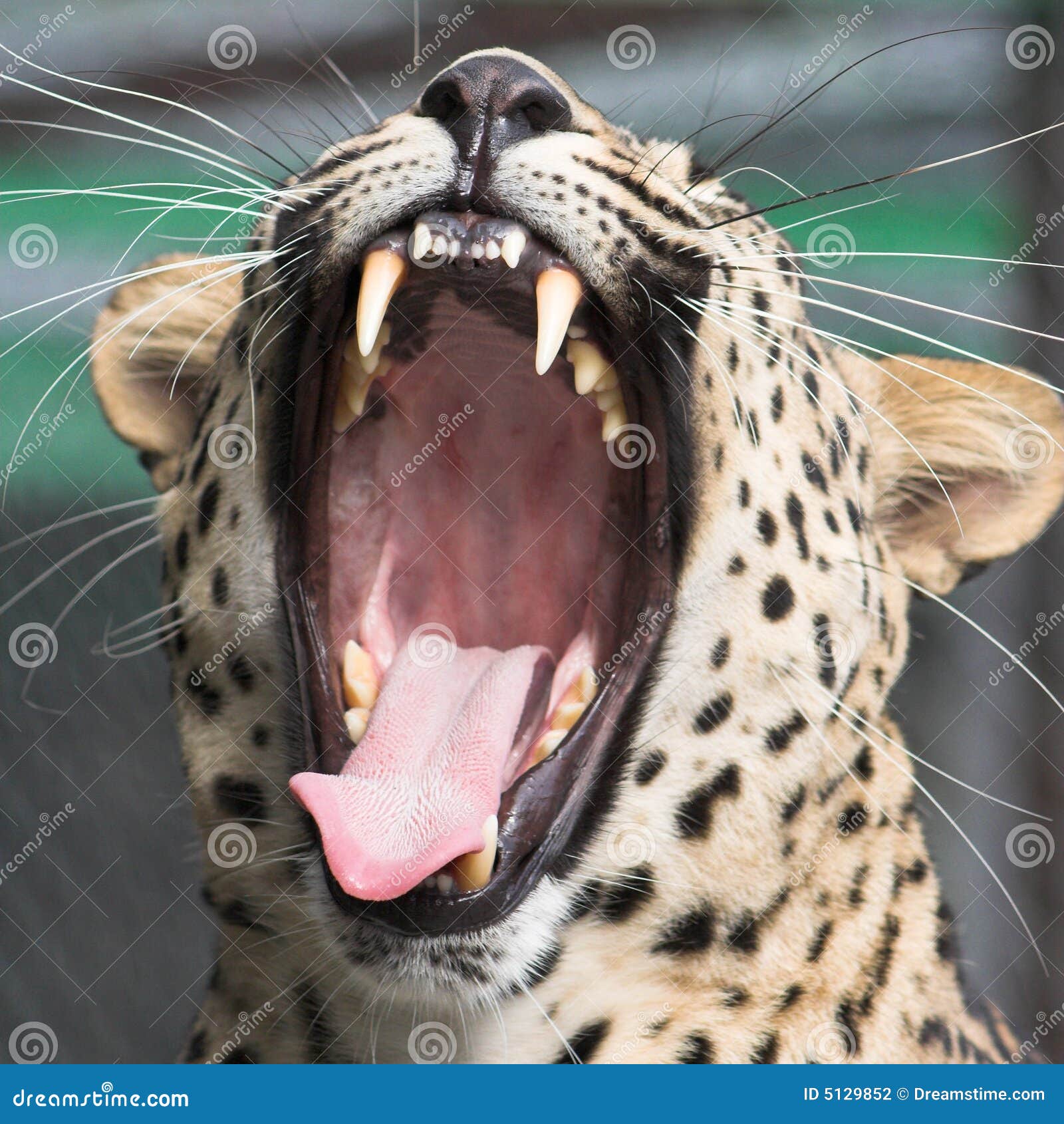 Leopard yawning stock photo. Image of wide, pardus, scary - 5129852
