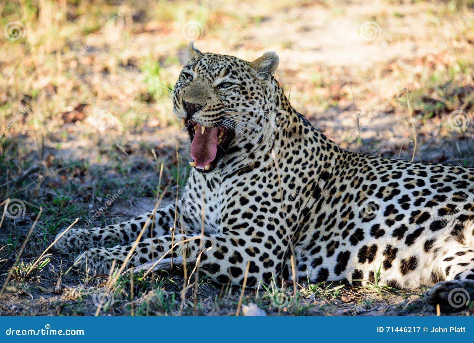 Leopard yawning stock image. Image of south, animals - 71446217