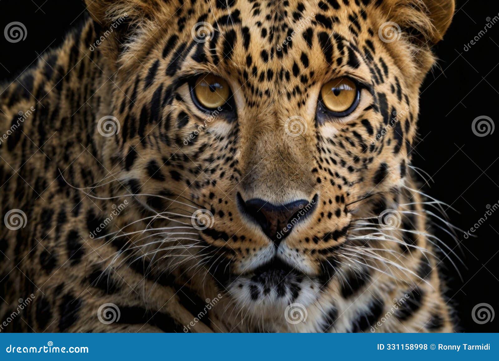 Leopard with Yellow Eyes and Black Background Stock Illustration ...