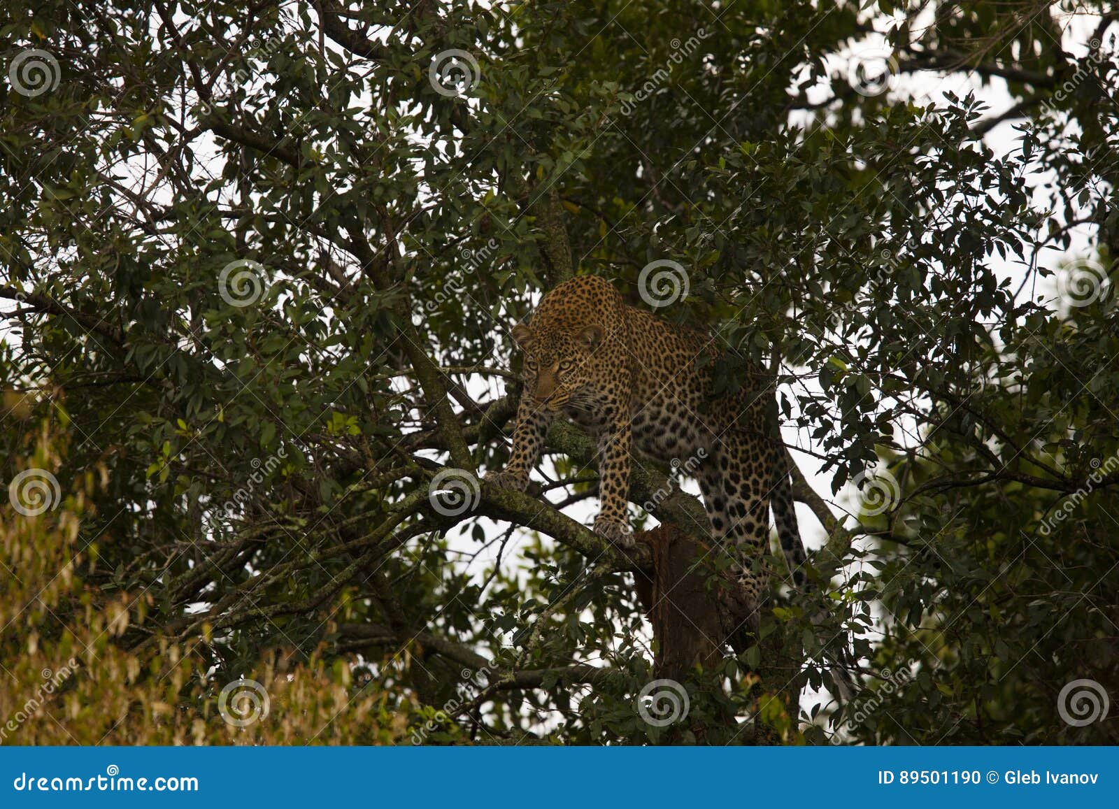Leopard stock photo. Image of kenya, biome, grass, flora - 89501190