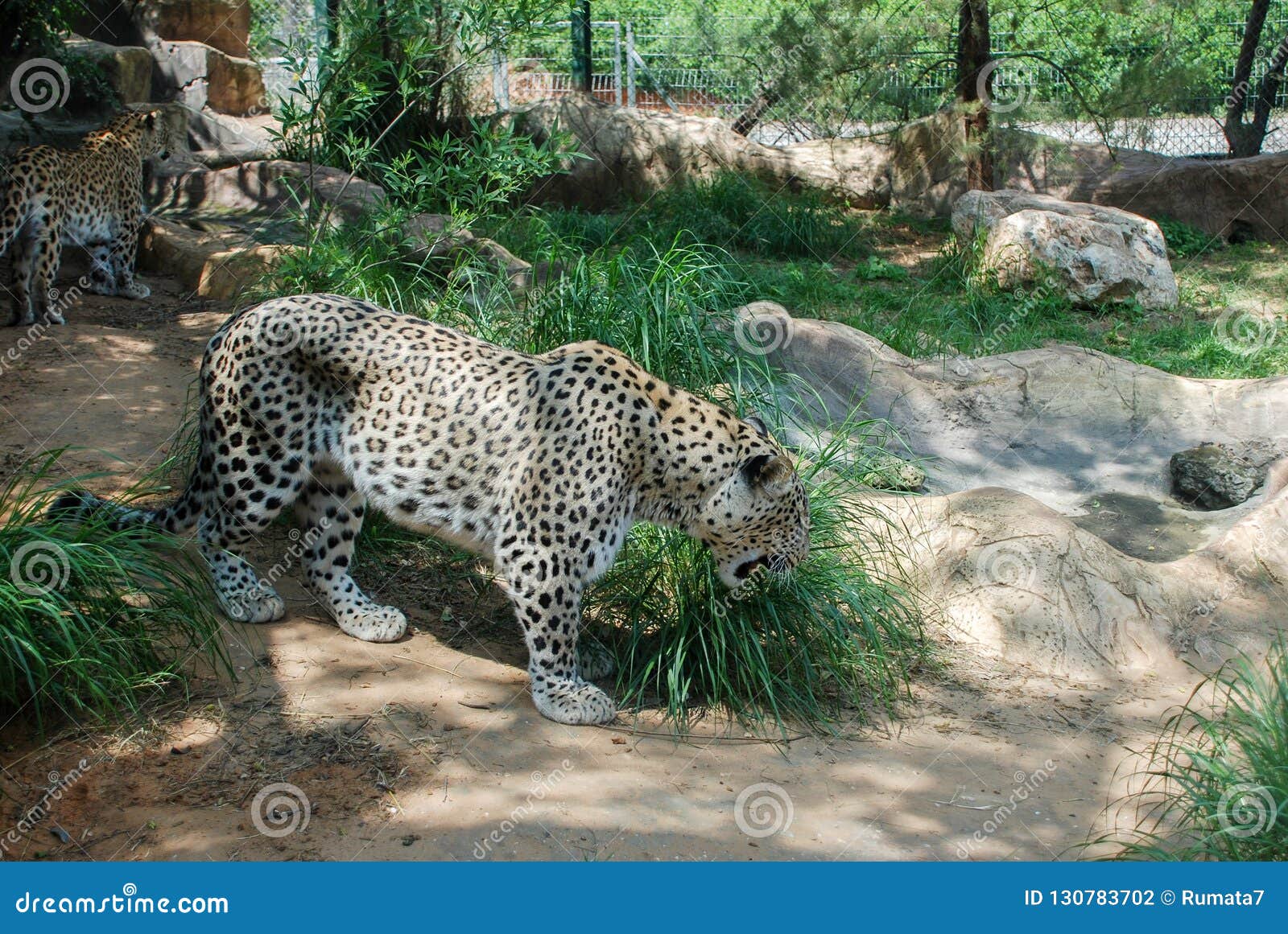 Leopard walk at the zoo stock photo. Image of zoology - 130783702