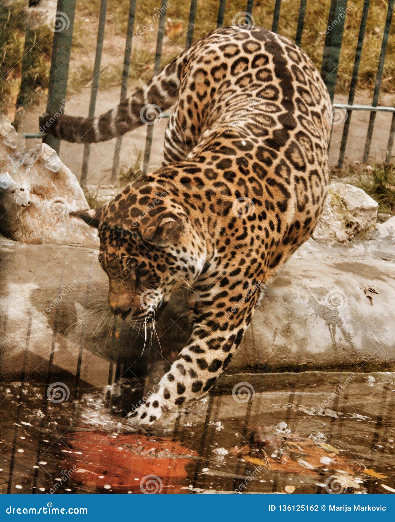 Leopard stock photo. Image of panthera, animal, leopard - 136125162