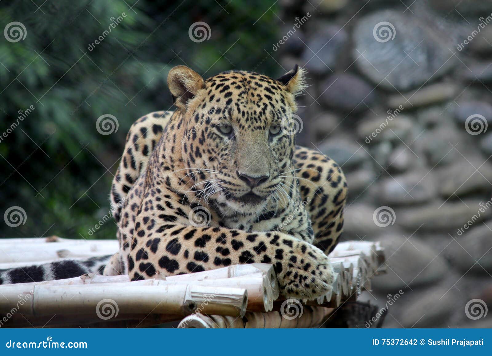 Leopard Sitting on Wooden Bench in a Zoo Looking into Camera Stock ...