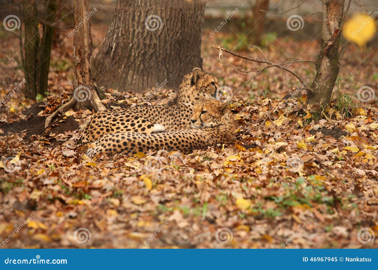 LEOPARD - ZOO - HUNGARY stock image. Image of hungary - 46967945