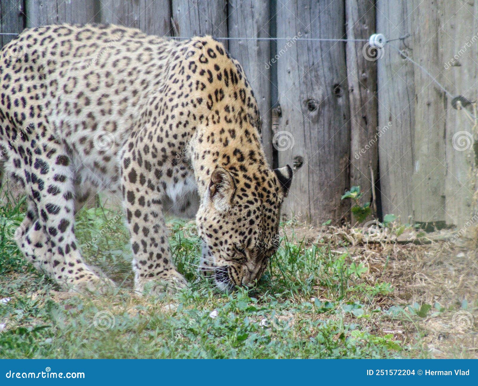 Leopard at Zoo Oradea, Romania. Feline Stock Photo - Image of bokeh ...