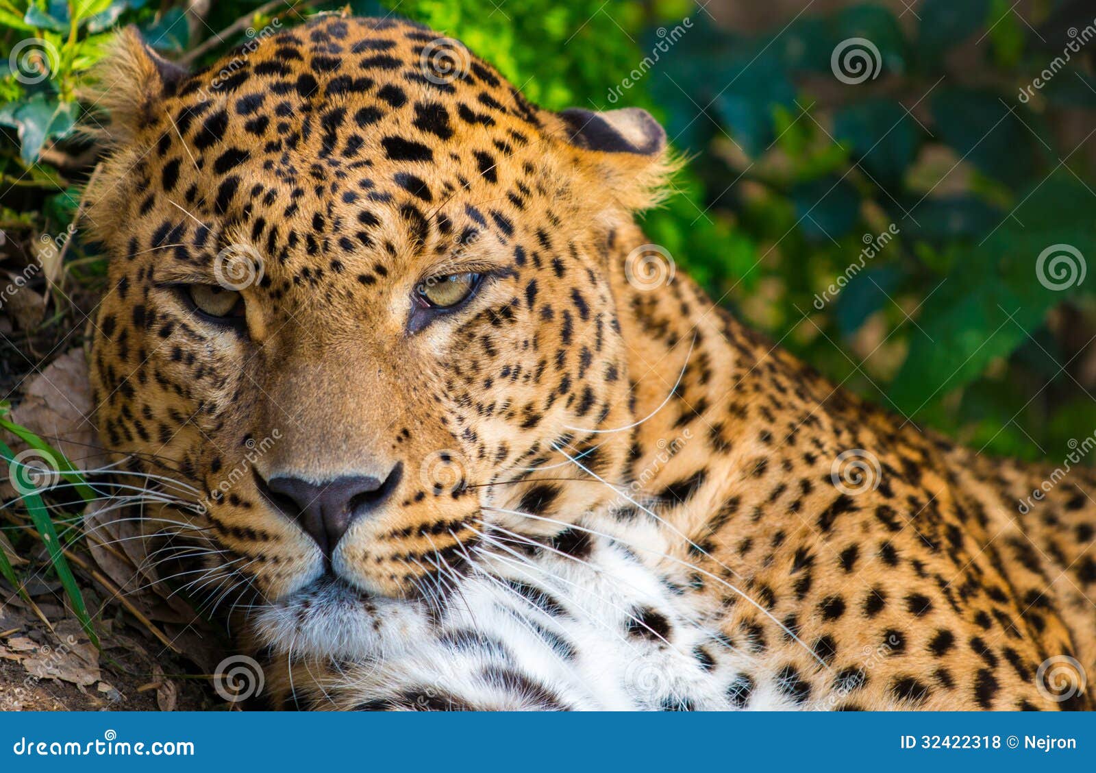 Leopardess stock photo. Image of safari, outside, king - 32422318