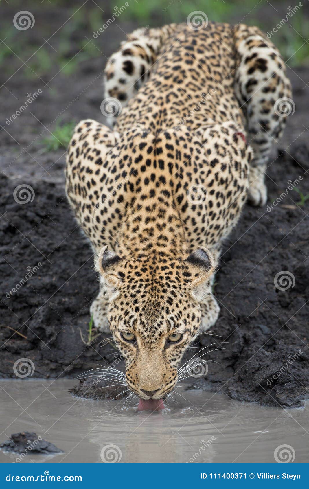 A Leopardess Drinking from a Muddy Pool. Stock Image - Image of muddy ...