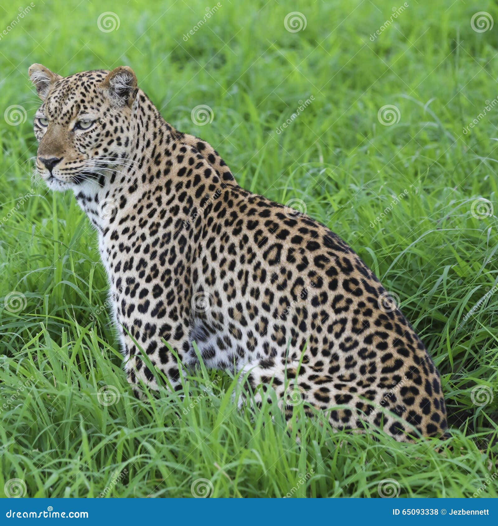 Leopardess Sitting in Grass Stock Photo - Image of authority, adult ...