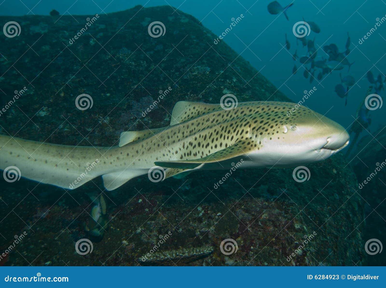 Leopardhaj fotografering för bildbyråer. Bild av vatten - 6284923