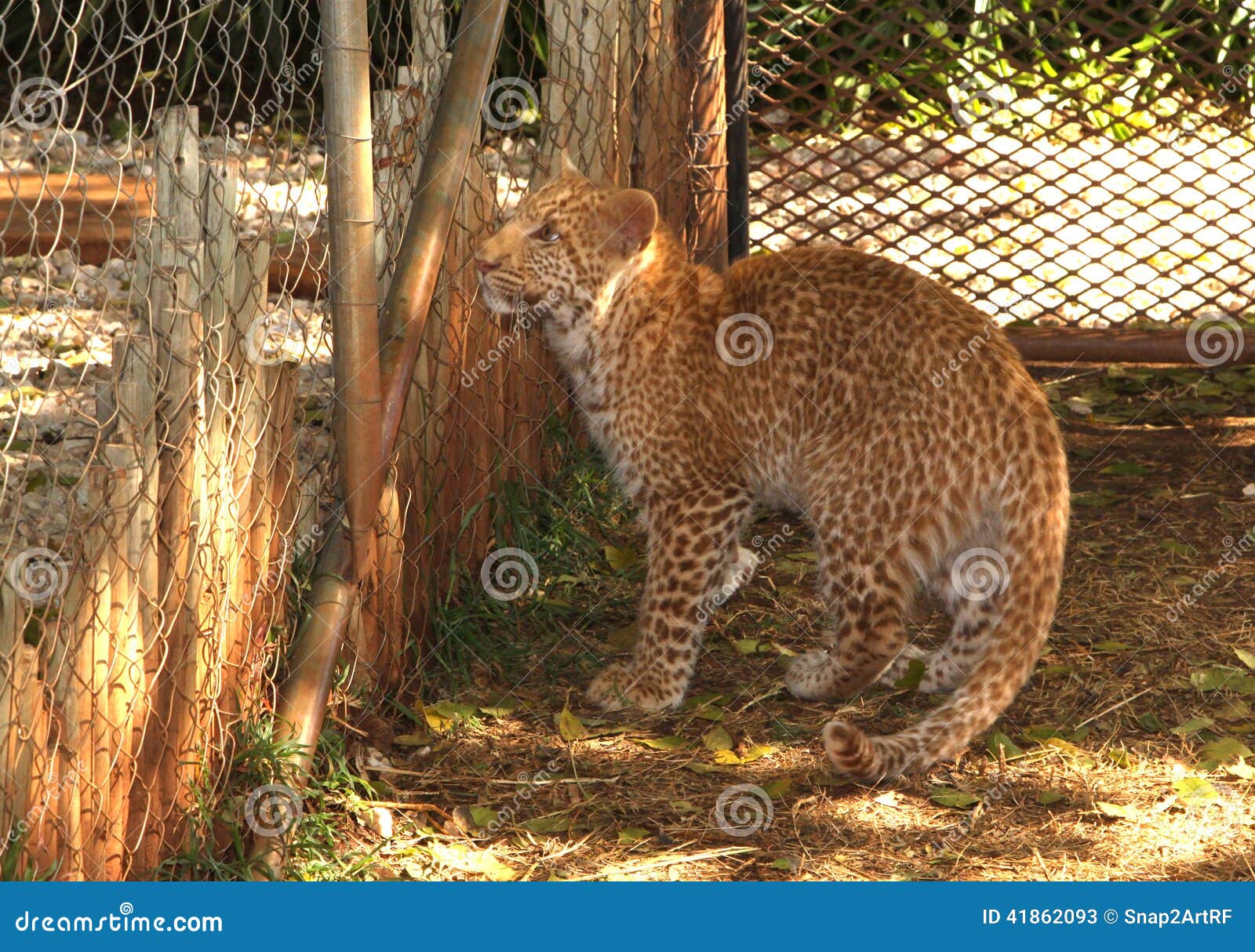 Leopardo Absolutamente único De La Fresa Imagen de archivo - Imagen de ...