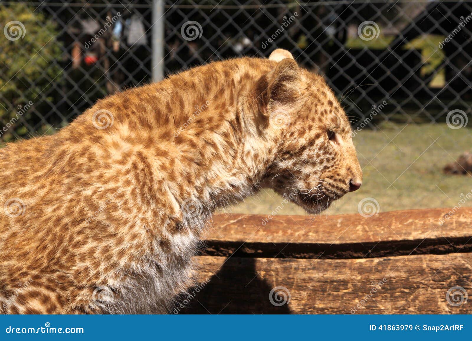 Leopardo Absolutamente único De La Fresa Imagen de archivo editorial ...