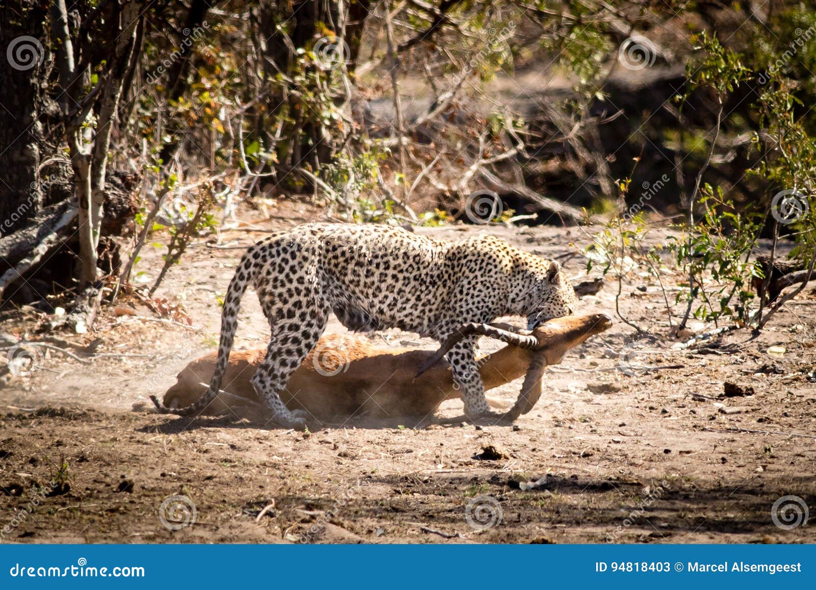 Leopardo con un impala imagen de archivo. Imagen de parque - 94818403