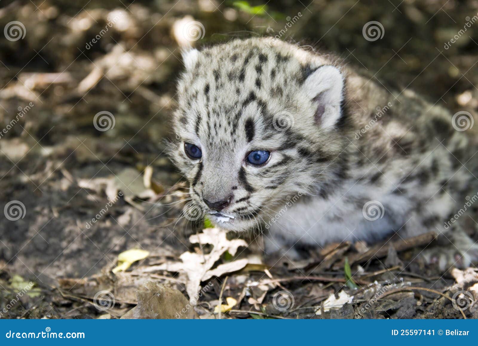 Leopardo Blanco Bebe