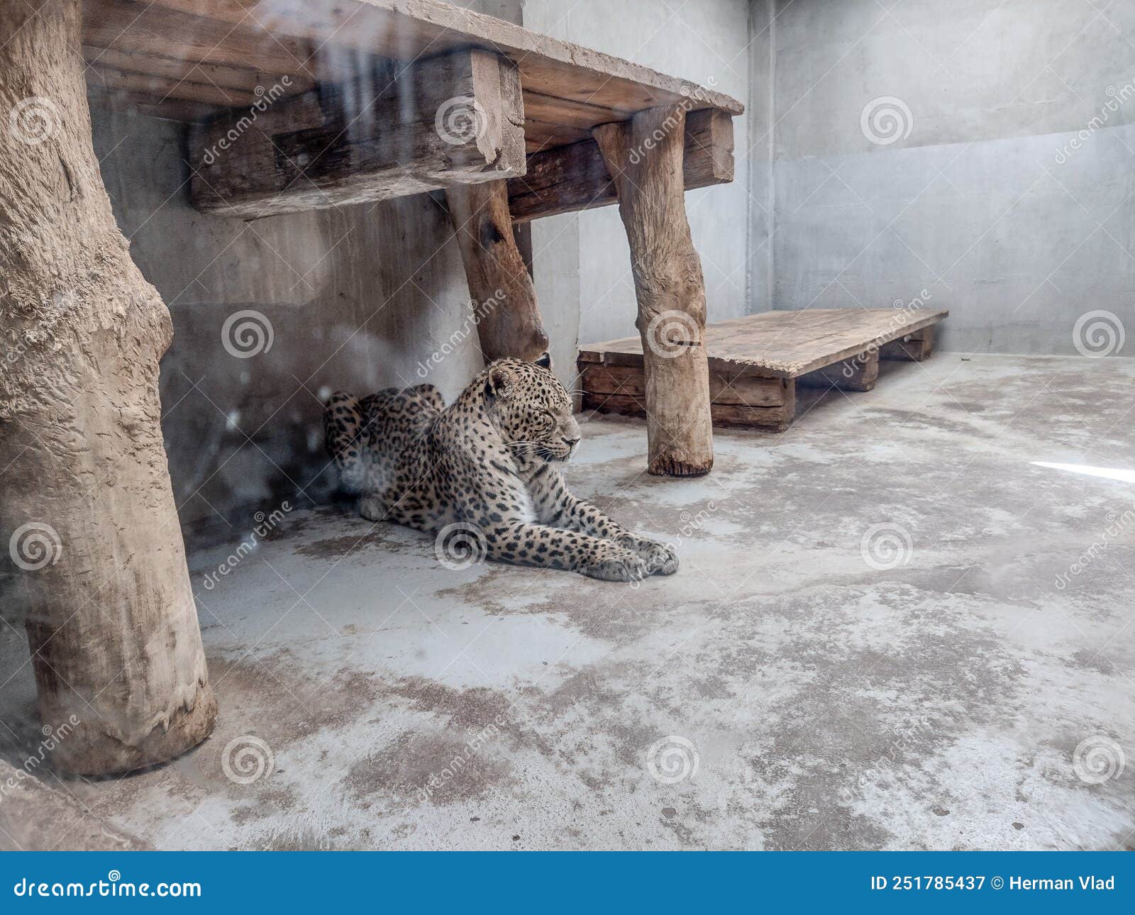 Leopardo De Oradea Zoo Romania Imagen de archivo - Imagen de cubo ...