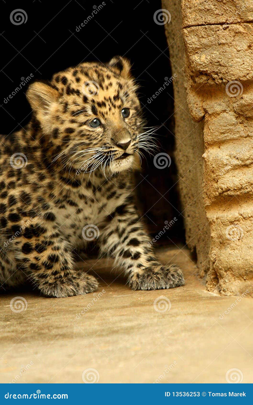 Leopardo del bebé imagen de archivo. Imagen de cara, colmillo - 13536253