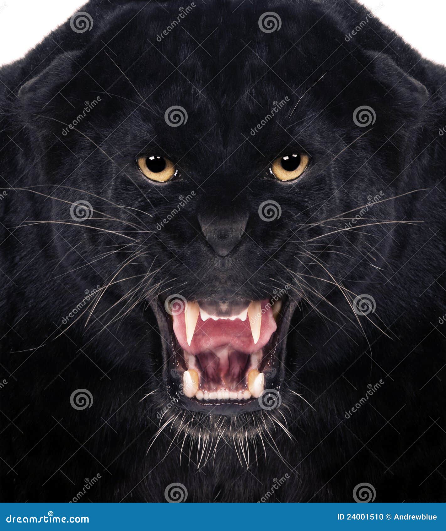 Leopardo nero fotografia stock. Immagine di predatore - 24001510