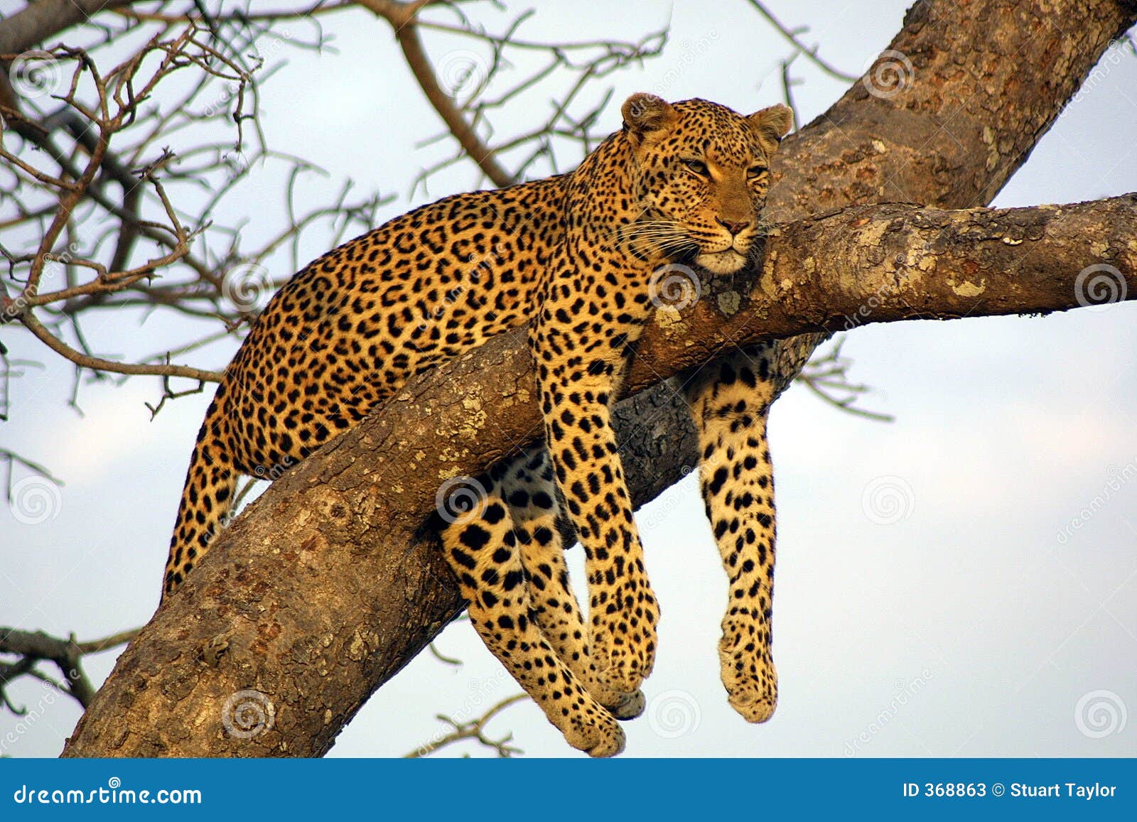 Leopardo Preguiçoso De Lounging Imagem de Stock - Imagem de kruger ...