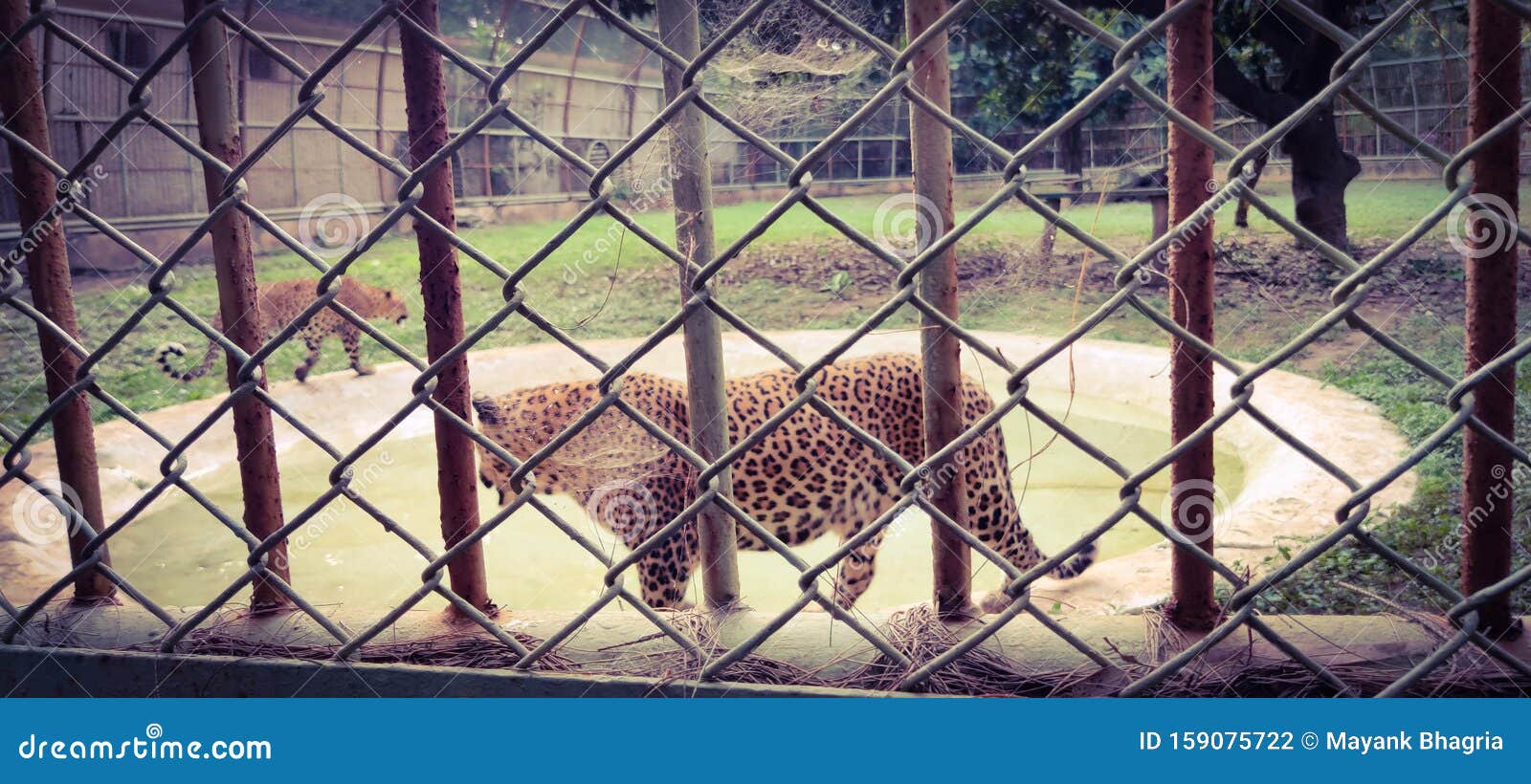Leopards in the Cage Ready for a Fight Stock Photo - Image of insect ...