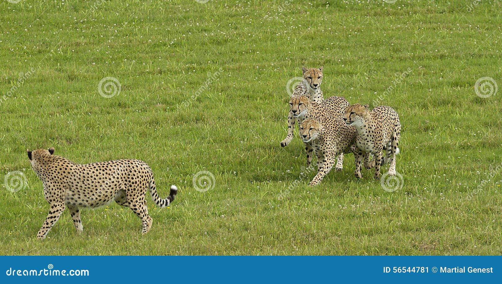 Leopards stock image. Image of hunter, hunting, leopards - 56544781