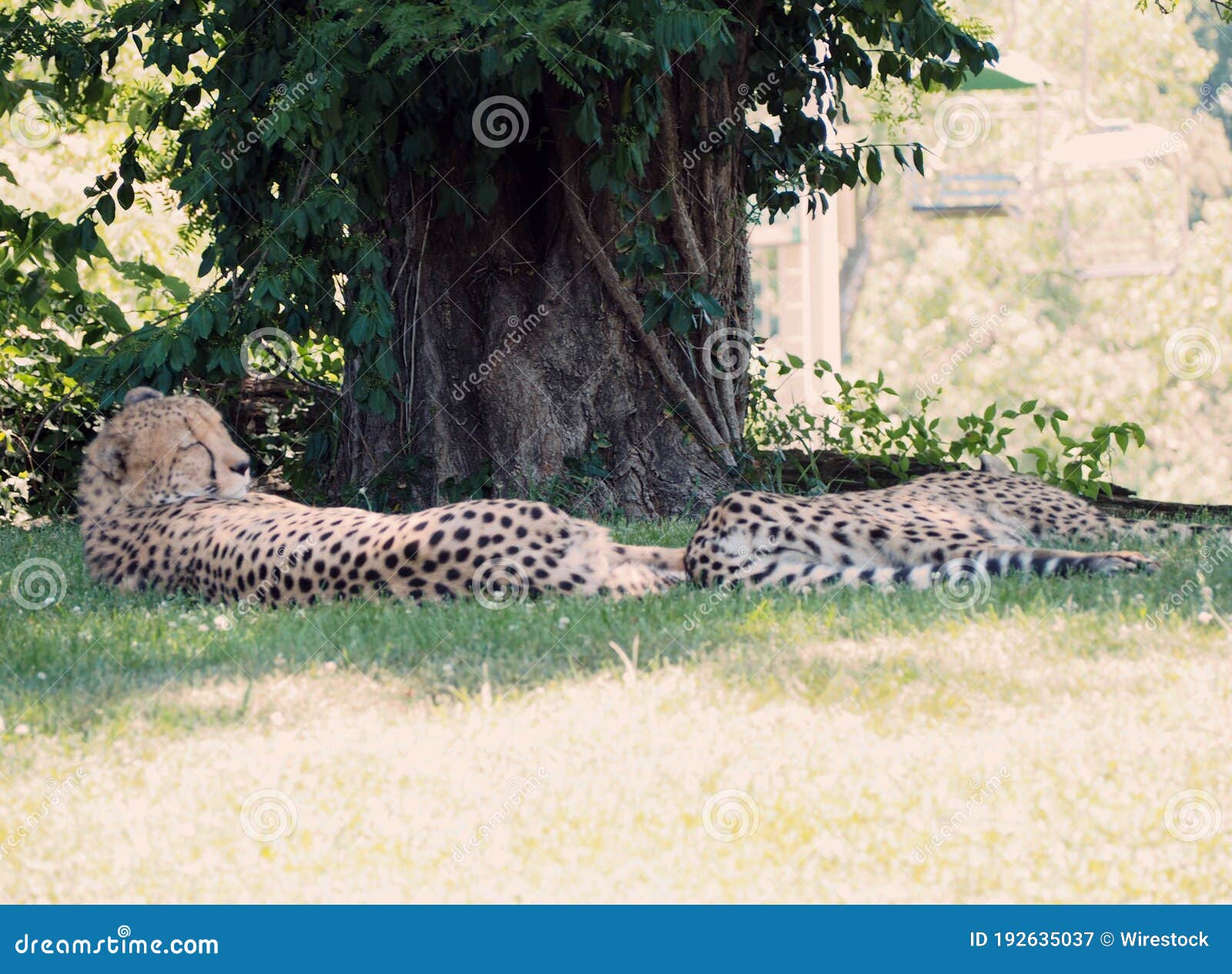 Leopards Lying Under the Tree in the Sunny Field Stock Image - Image of ...