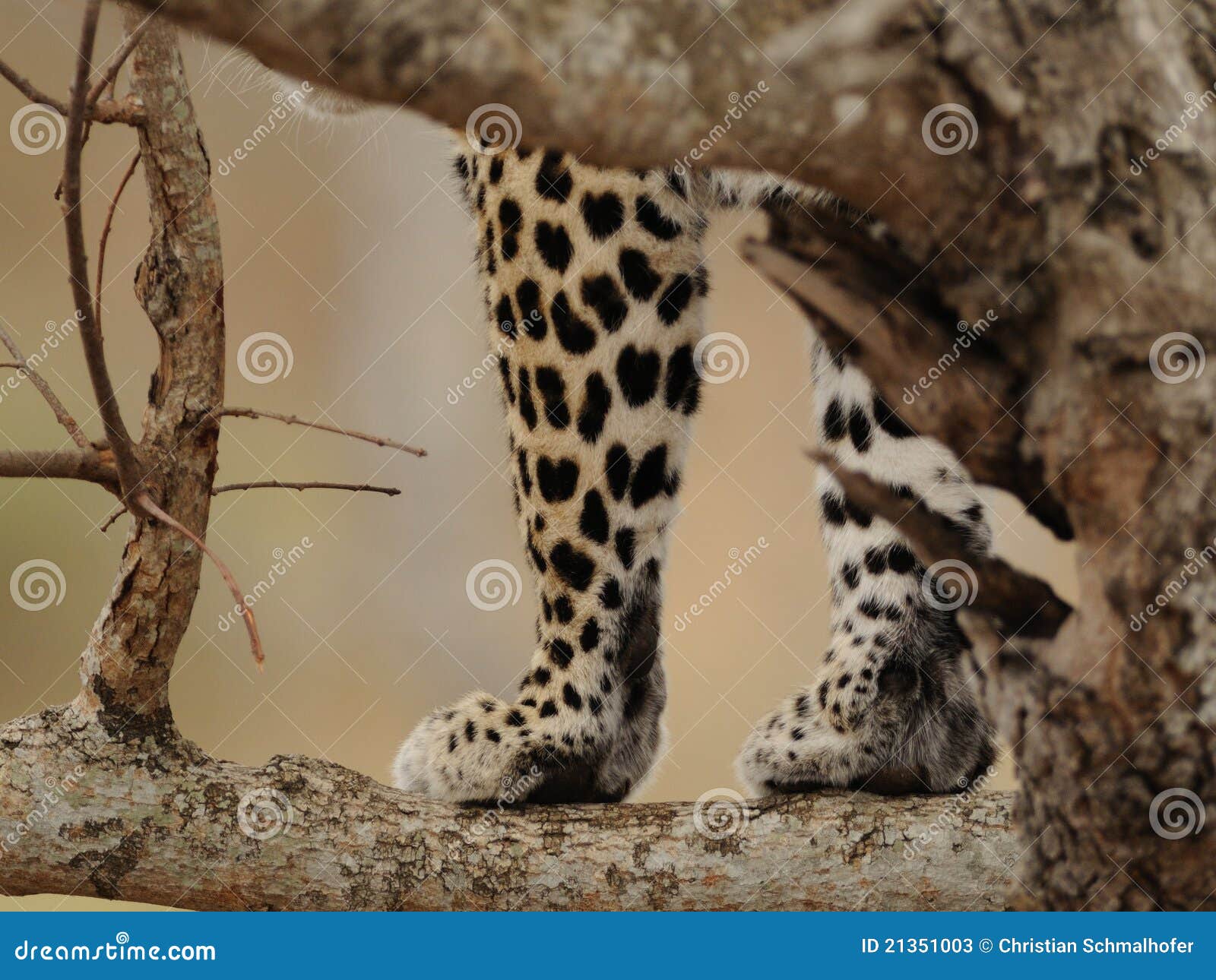 Leopards Paws stock image. Image of africa, national - 21351003
