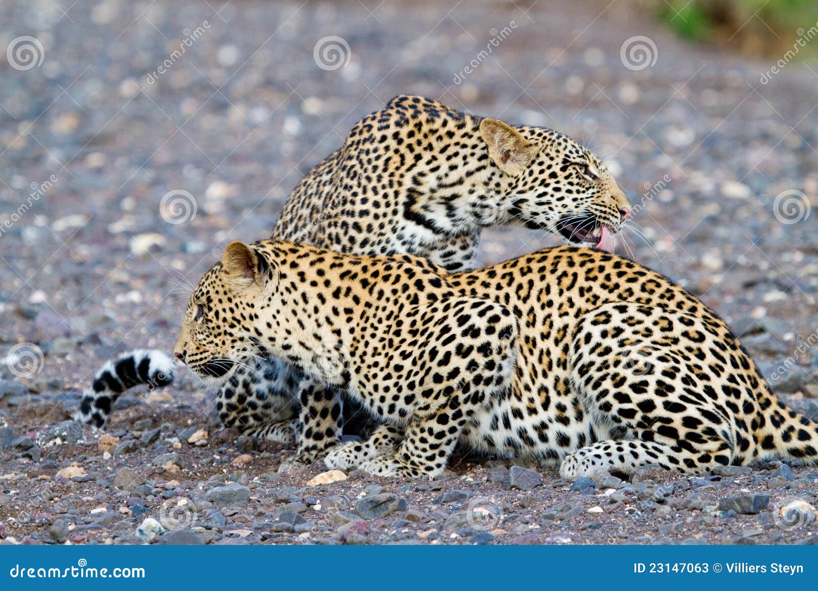 Leopards in riverbed stock image. Image of five, safari - 23147063