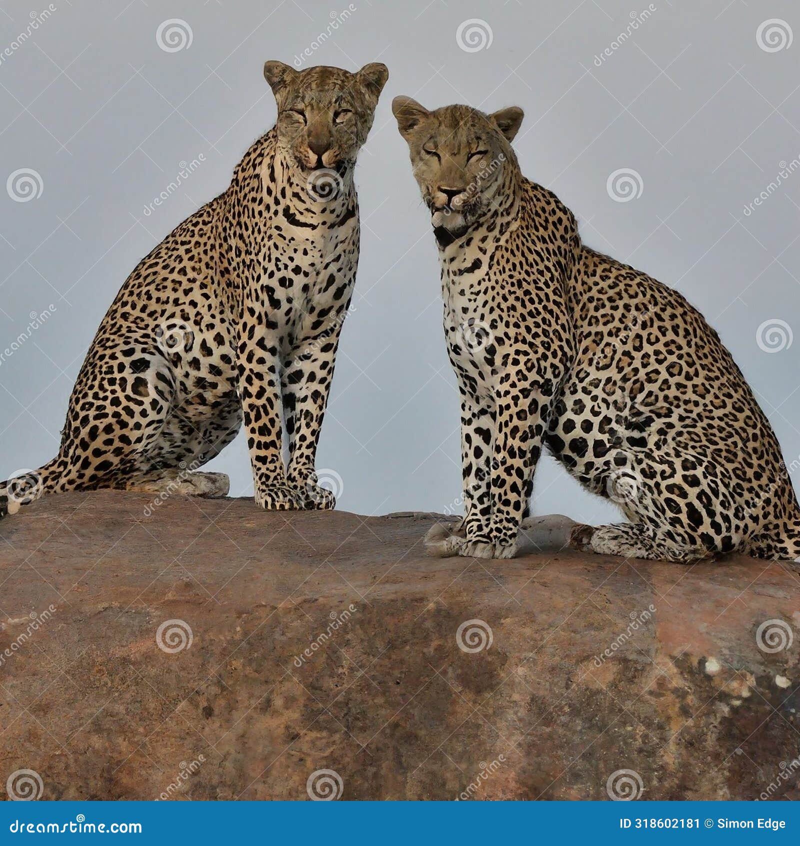 A View Of 2 Leopards Sitting On A Rock Royalty-Free Stock Photo ...