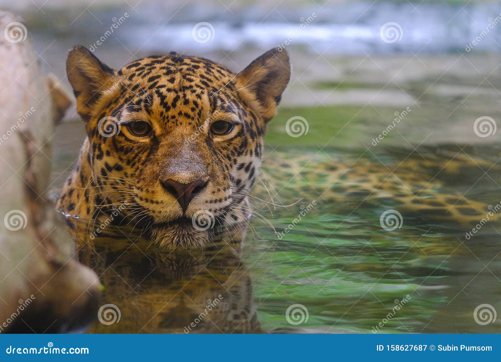 Leopards Soak in Water and Look at the Camera Stock Image - Image of ...